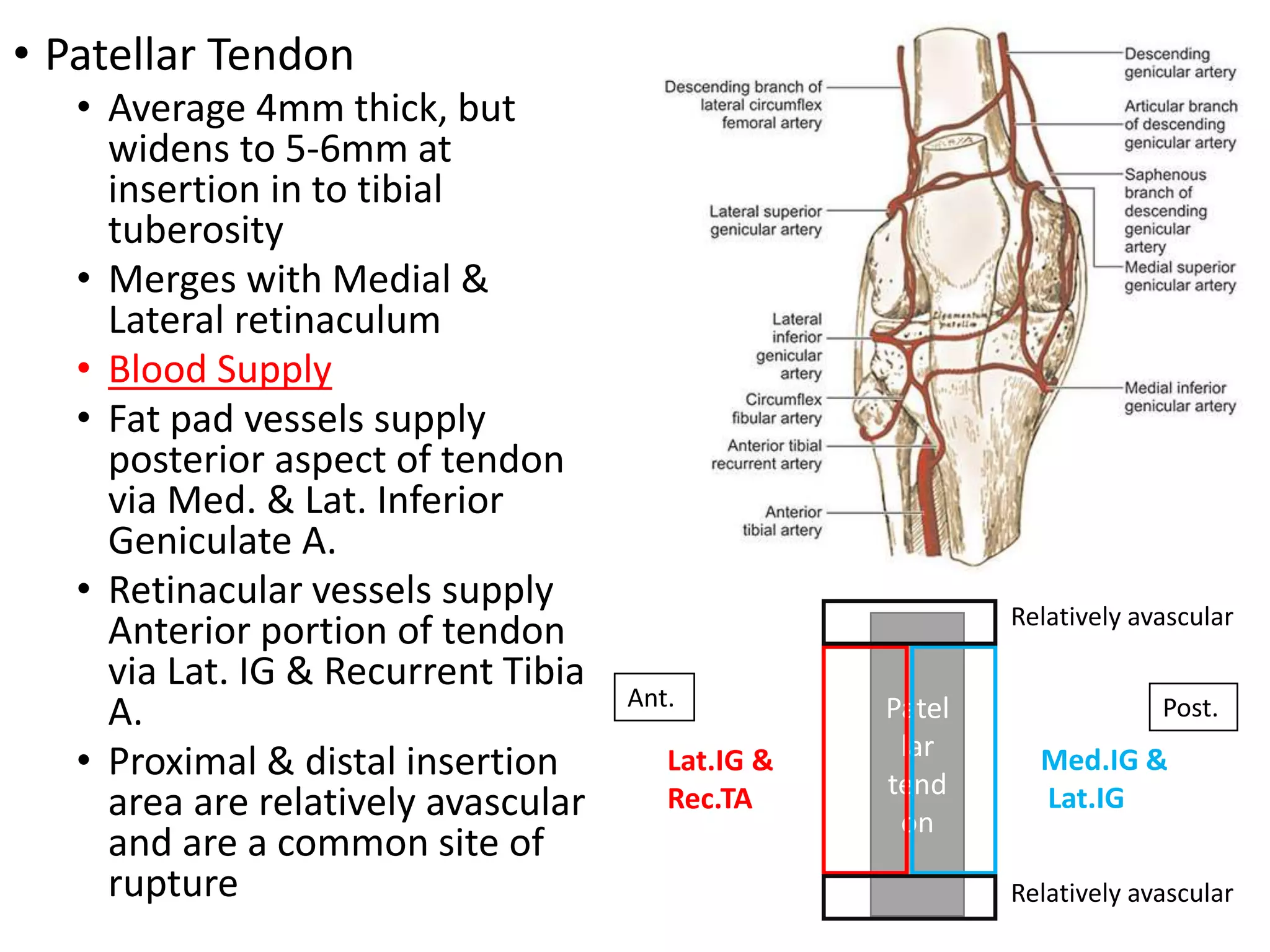 Patellar and quadriceps tendon rupture | PPTX