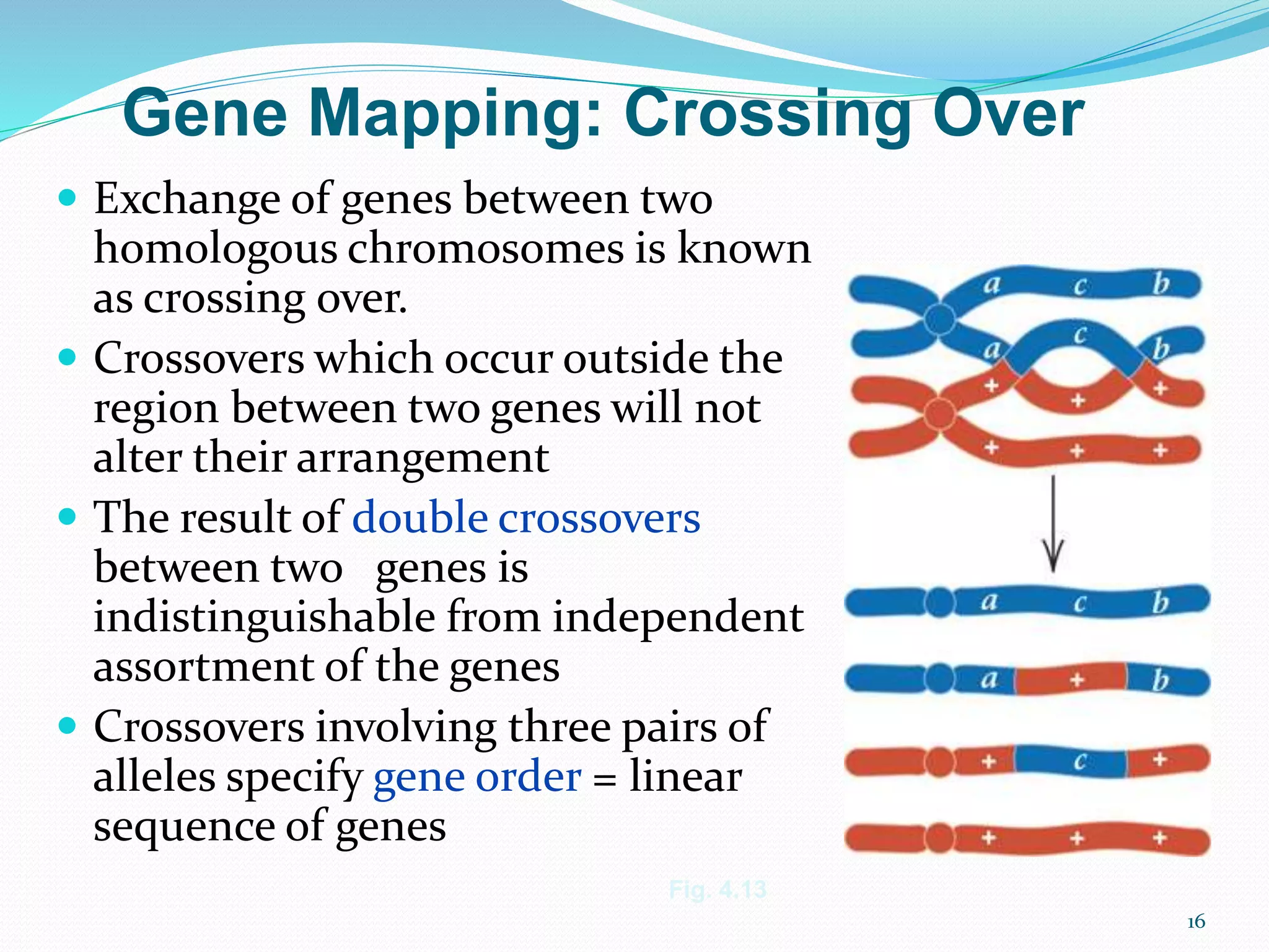 genetic linkage and gene mapping | PPTX