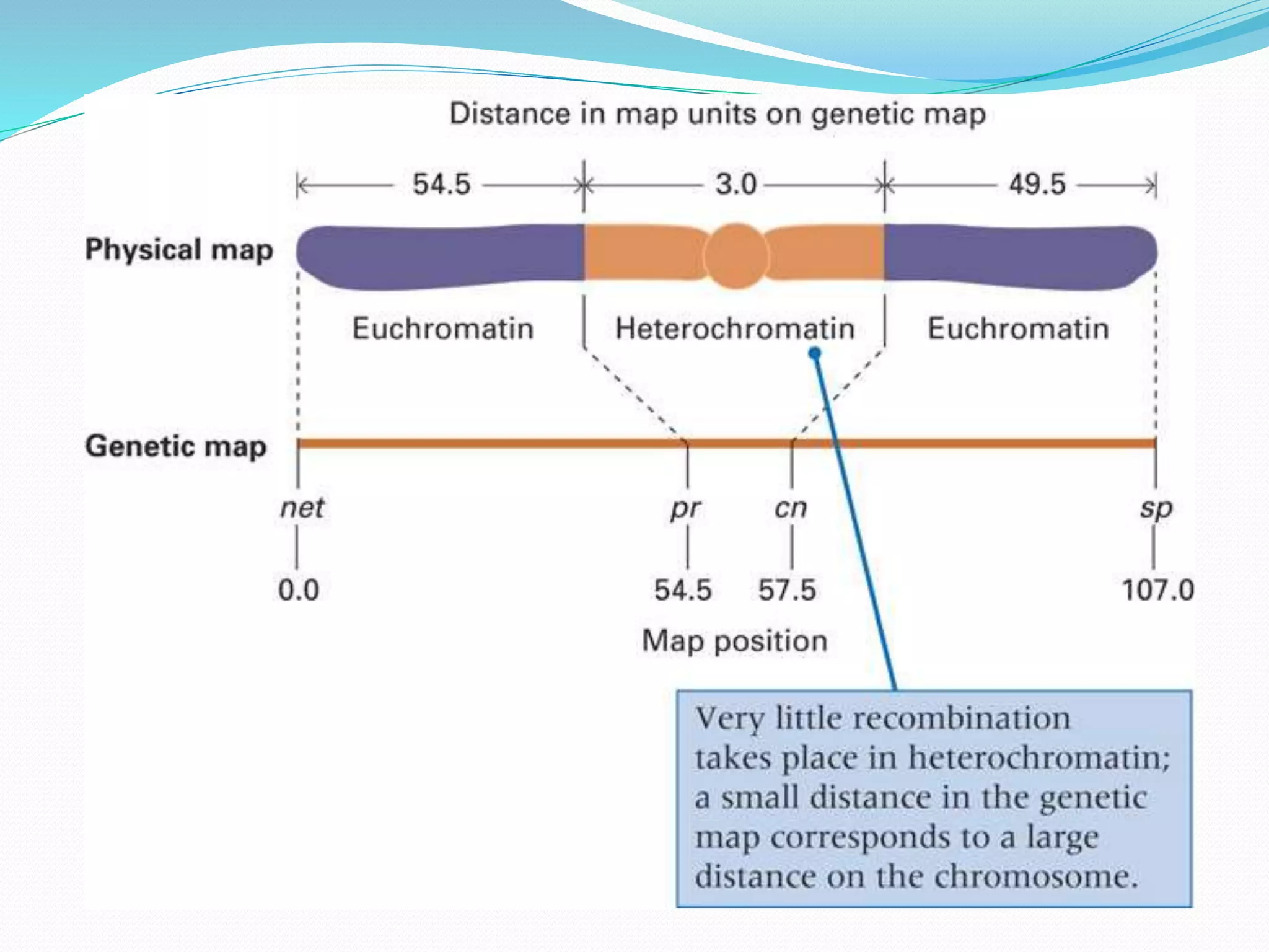 genetic linkage and gene mapping | PPTX