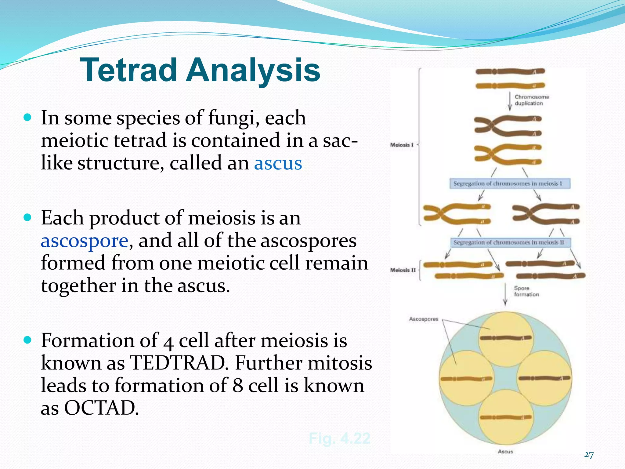 genetic linkage and gene mapping | PPTX
