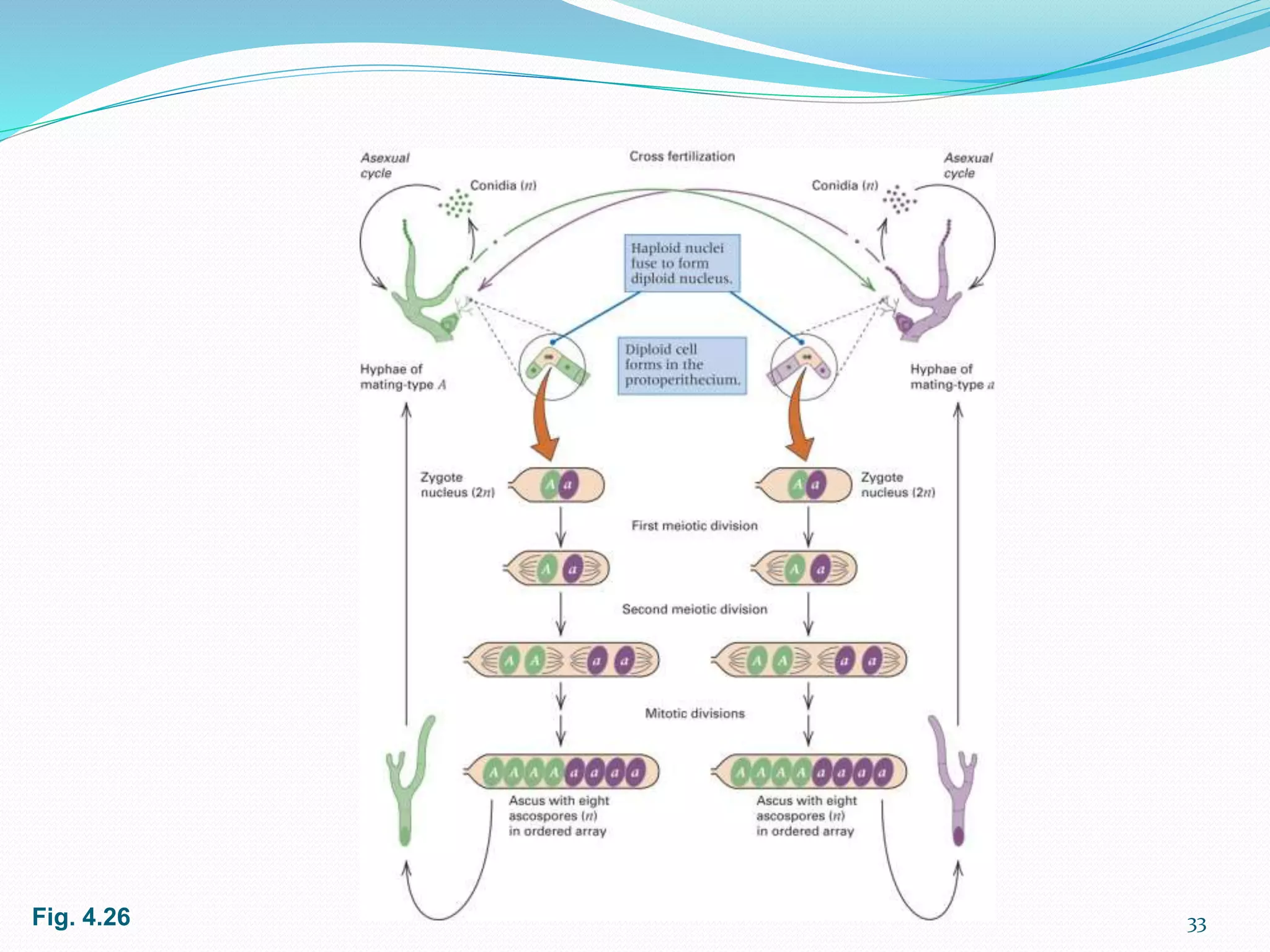 genetic linkage and gene mapping | PPTX