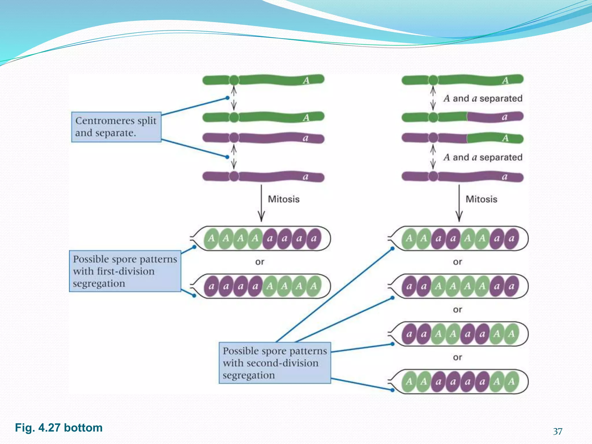 genetic linkage and gene mapping | PPTX
