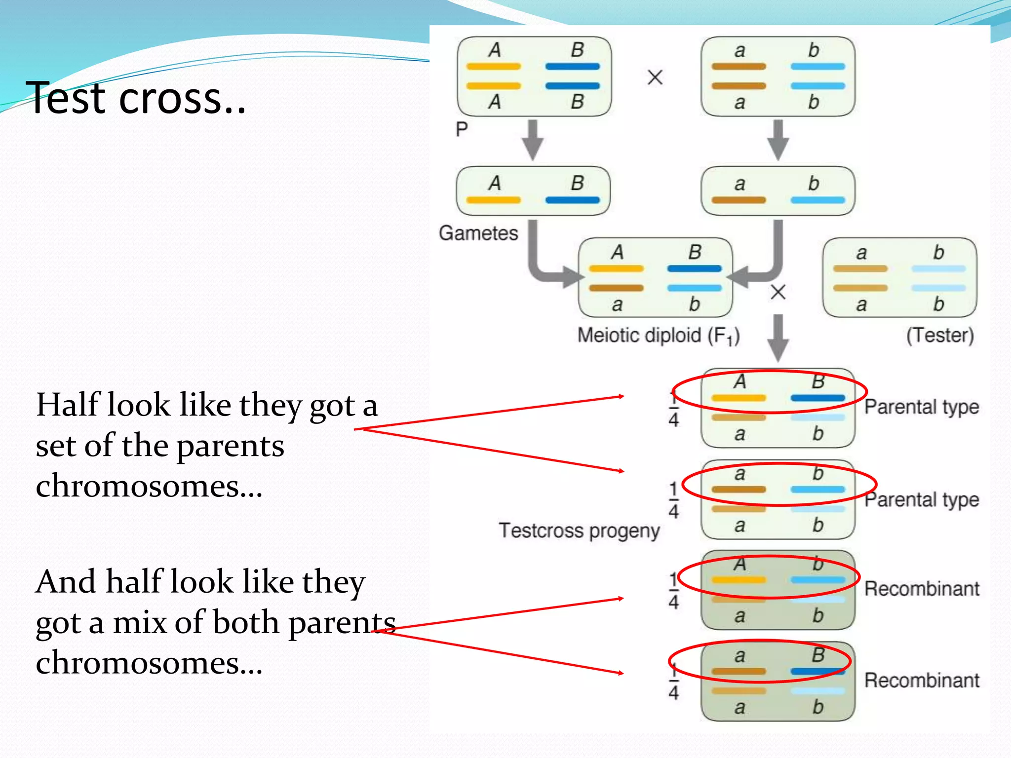 genetic linkage and gene mapping | PPTX