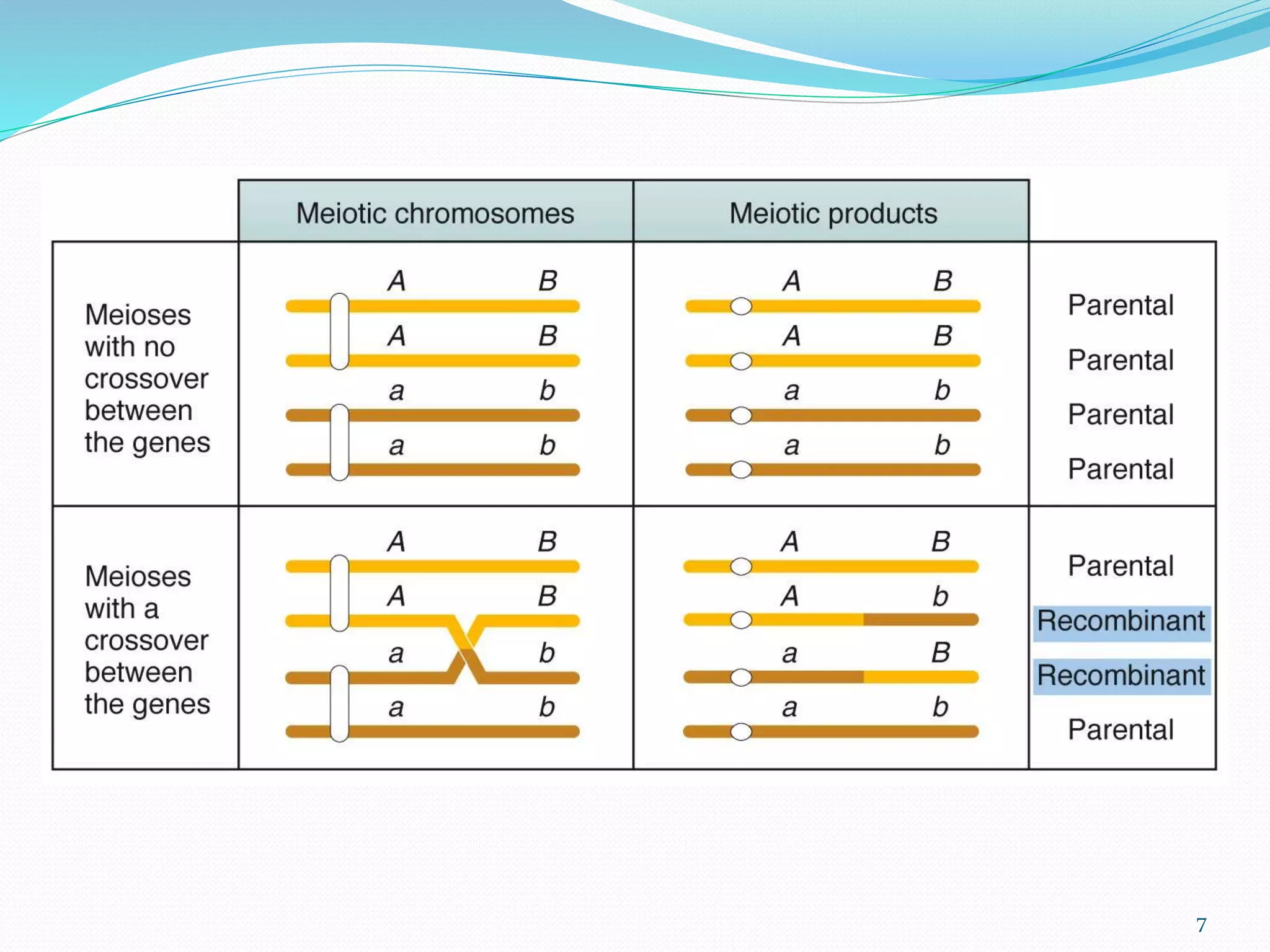 genetic linkage and gene mapping | PPTX
