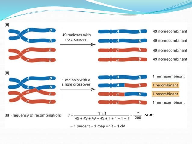 genetic linkage and gene mapping | PPTX