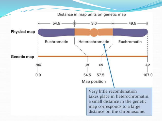 genetic linkage and gene mapping | PPTX