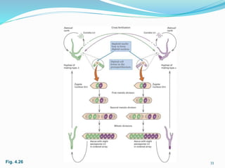 Genetic Linkage Diagram