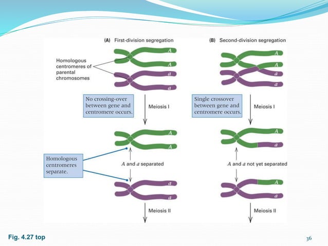 genetic linkage and gene mapping | PPTX