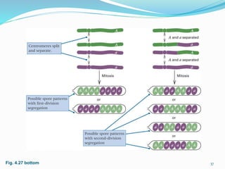 Genetic Linkage Diagram