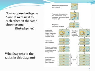 Genetic Linkage Diagram