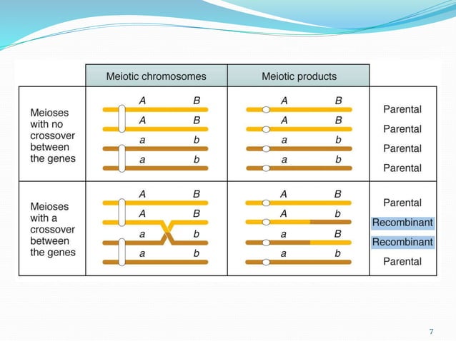 genetic linkage and gene mapping | PPTX