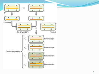 Genetic Linkage Diagram