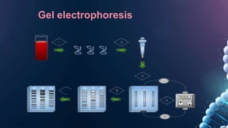 paternity testing pptx. | PPTX