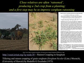 The many faces of sorghum | PDF