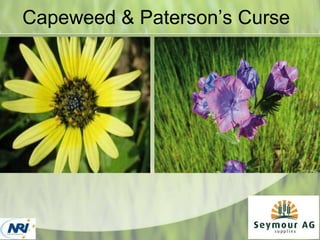 Capeweed and Paterson’s Curse Control | PPTX