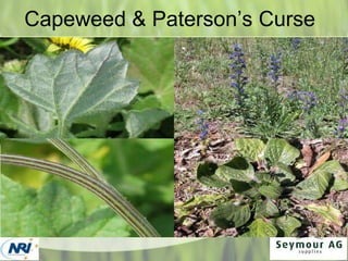 Capeweed and Paterson’s Curse Control | PPTX