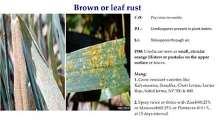 PATH- 365 Diseases and images with explaination.pptx