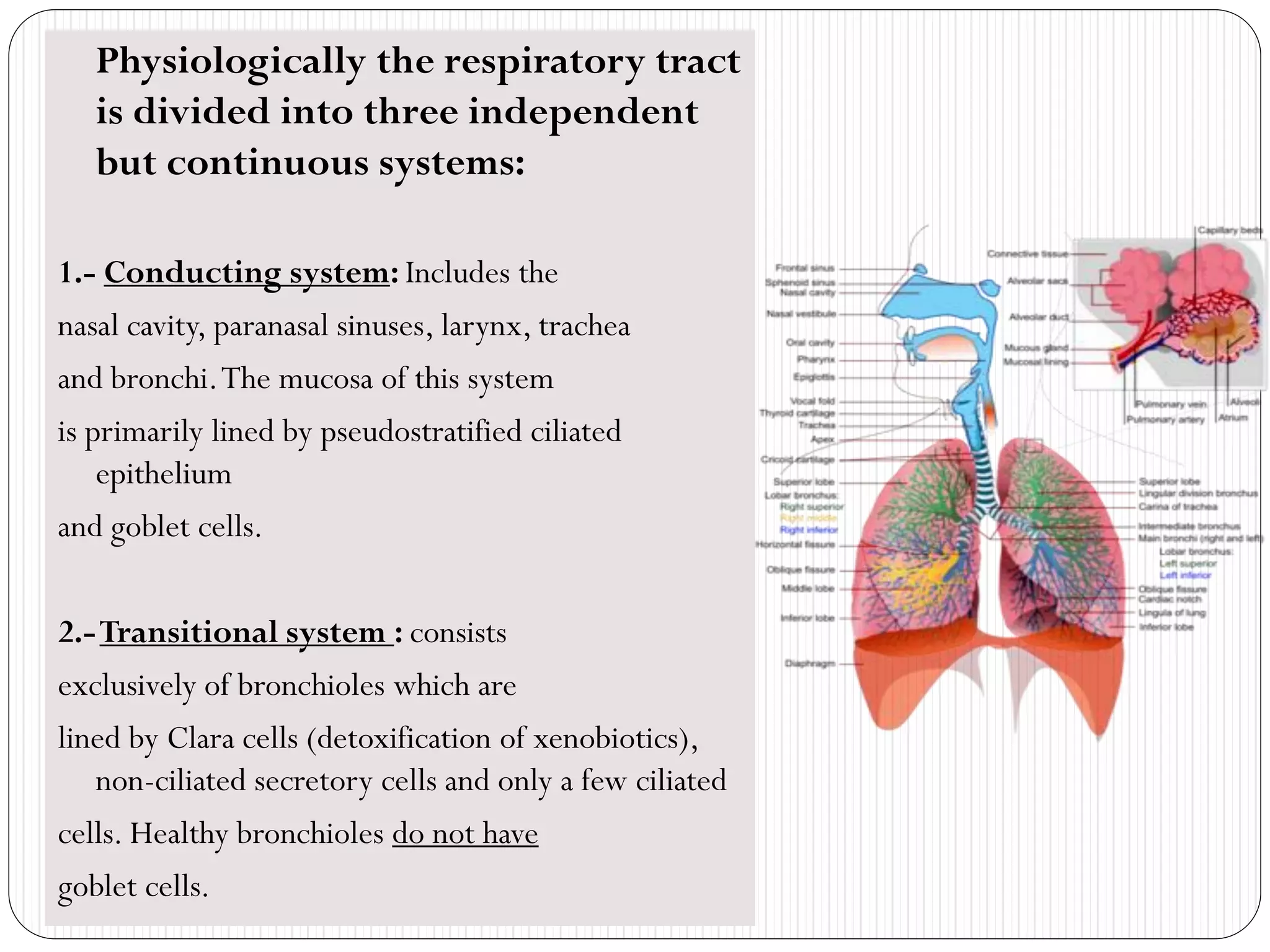 Path 1.1 respiratory illanes | PDF