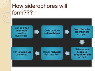 Siderophores produced by bioagents in controlling of plant diseases | PPTX