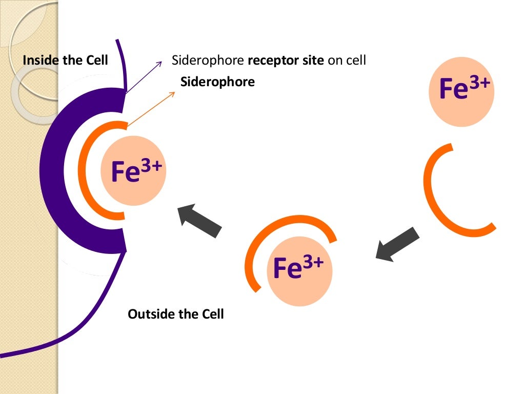 Siderophores produced by bioagents in controlling of plant diseases