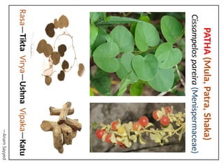 Patha Cissampelos pareira herb poster.pptx