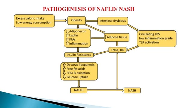 Current and future pharmacological therpapies of NAFLD and NASH. Slide ...