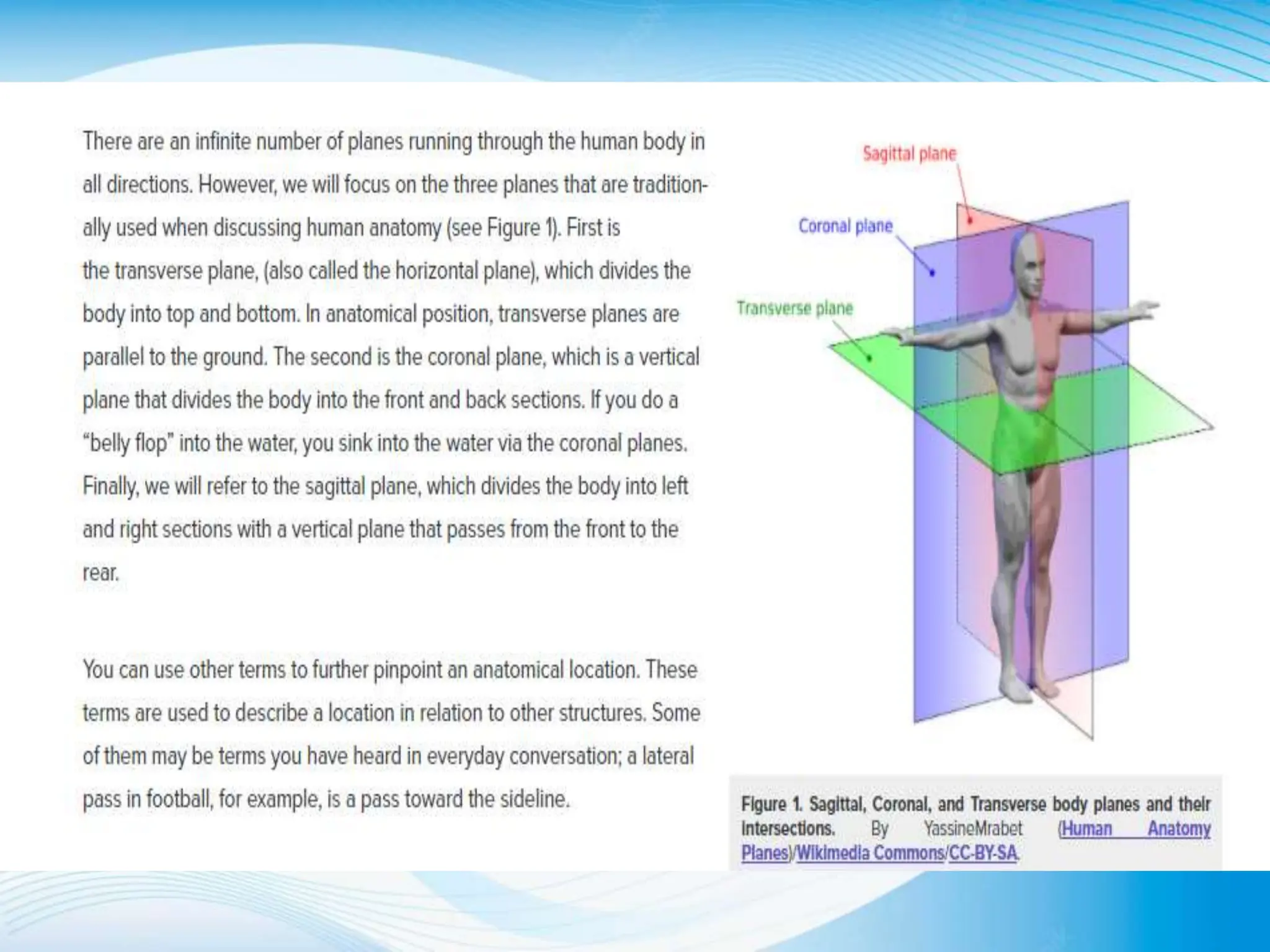PATHFIT-CORE-ANATOMY-ANATOMICAL-POSITION-AND-DIRECTIONAL-TERMS.pptx