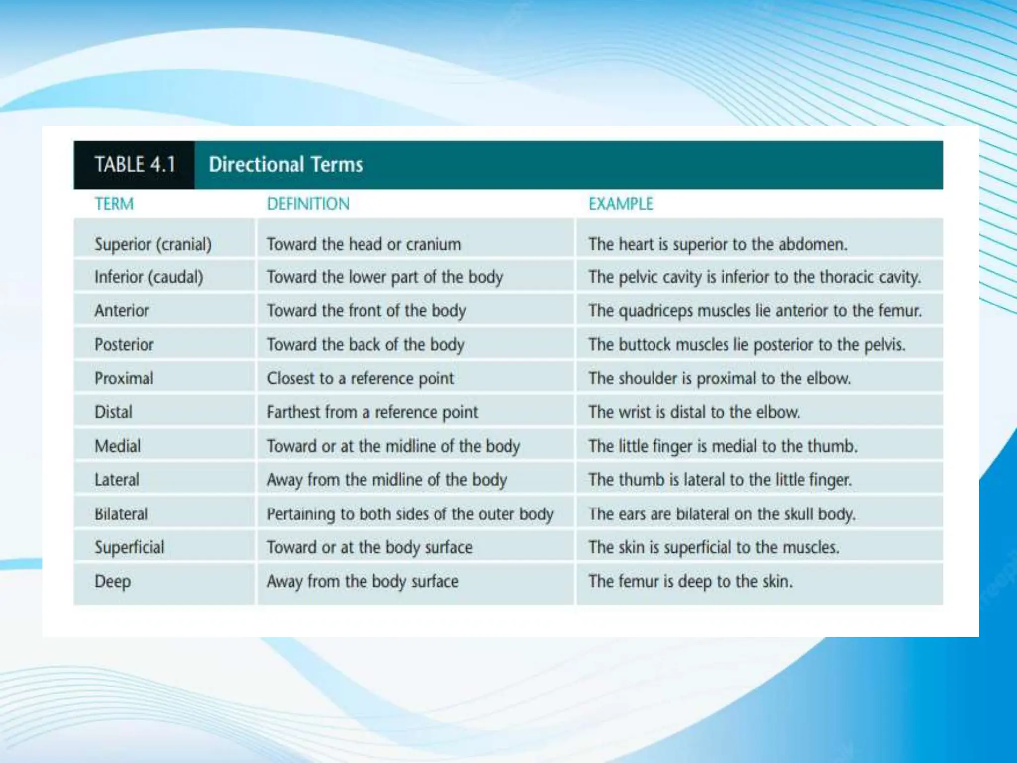 PATHFIT-CORE-ANATOMY-ANATOMICAL-POSITION-AND-DIRECTIONAL-TERMS.pptx
