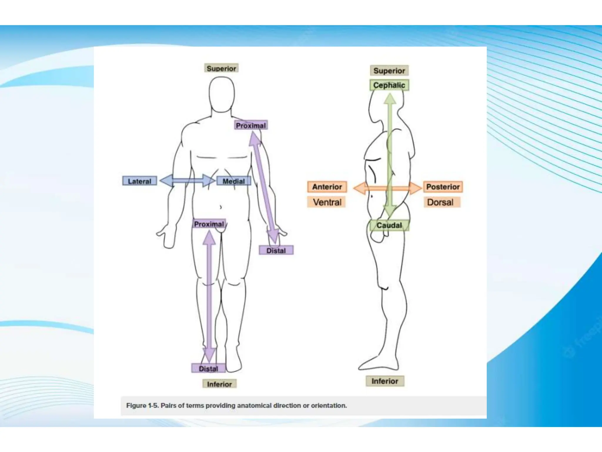 PATHFIT-CORE-ANATOMY-ANATOMICAL-POSITION-AND-DIRECTIONAL-TERMS.pptx
