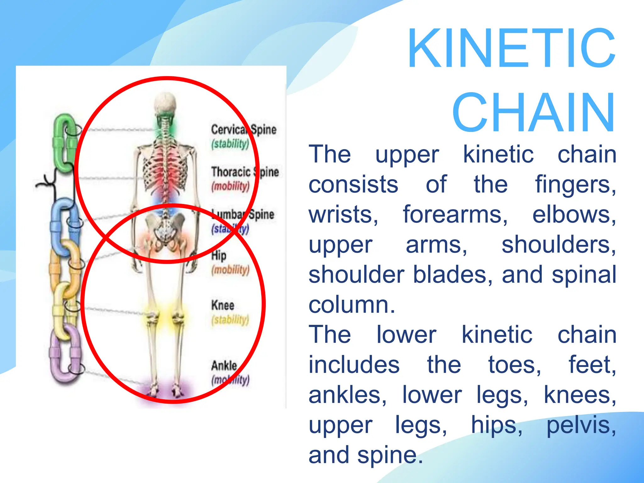 PATHFIT-CORE-ANATOMY-ANATOMICAL-POSITION-AND-DIRECTIONAL-TERMS.pptx