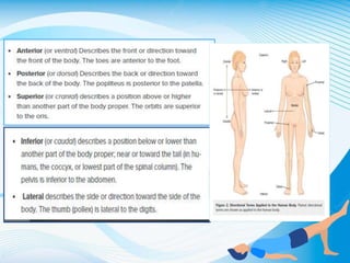 PATHFIT-CORE-ANATOMY-ANATOMICAL-POSITION-AND-DIRECTIONAL-TERMS.pptx