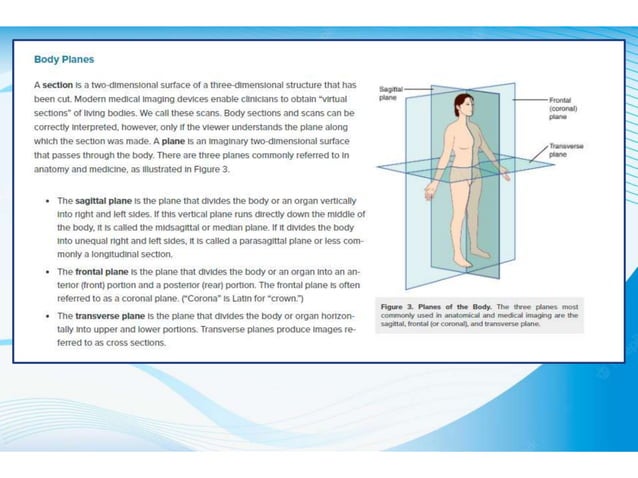 PATHFIT-CORE-ANATOMY-ANATOMICAL-POSITION-AND-DIRECTIONAL-TERMS.pptx ...