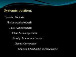 TOMATO CANKER | PPTX