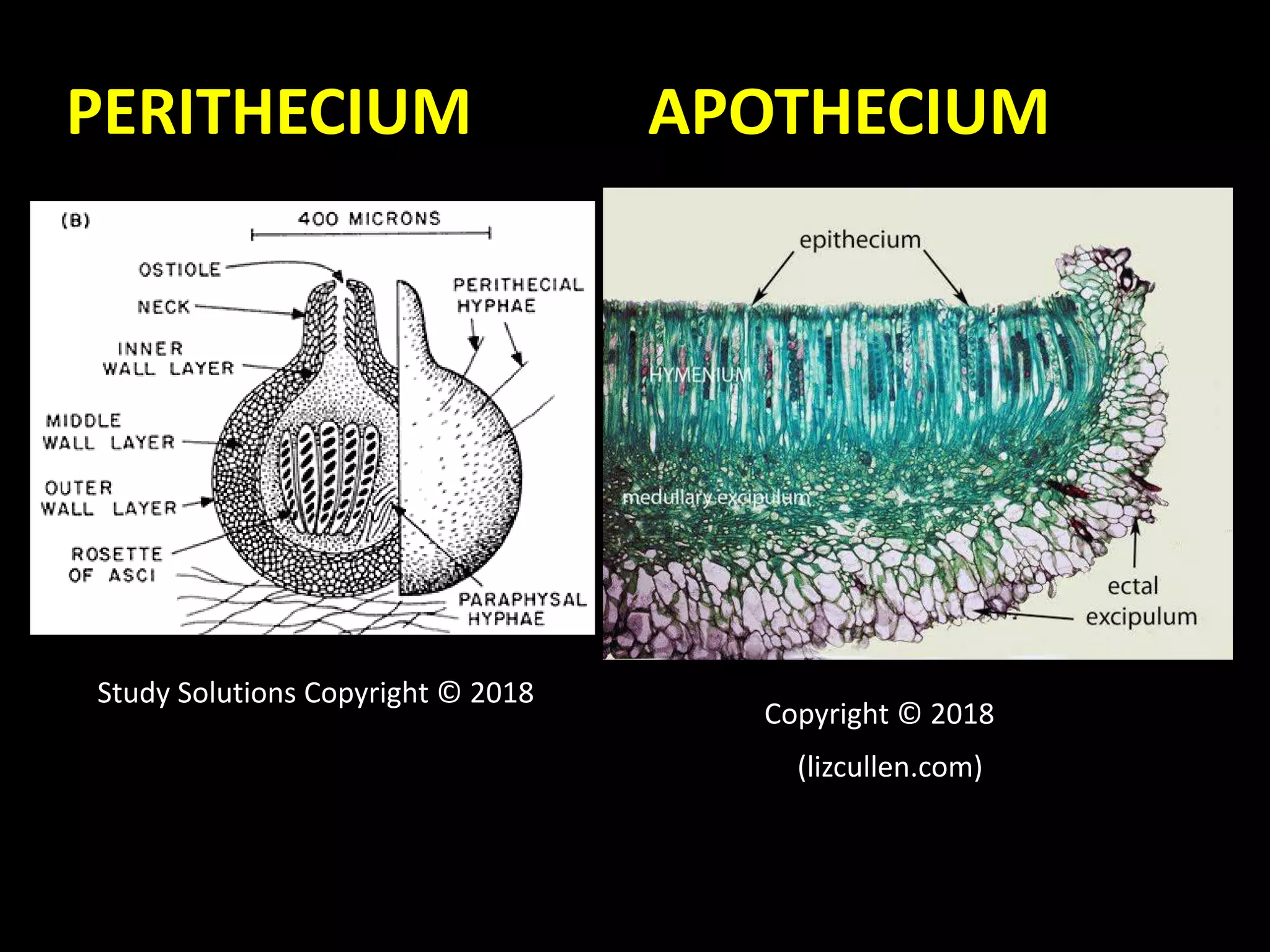 ASCOSPORE AND BASIDIOSPORE | PPTX