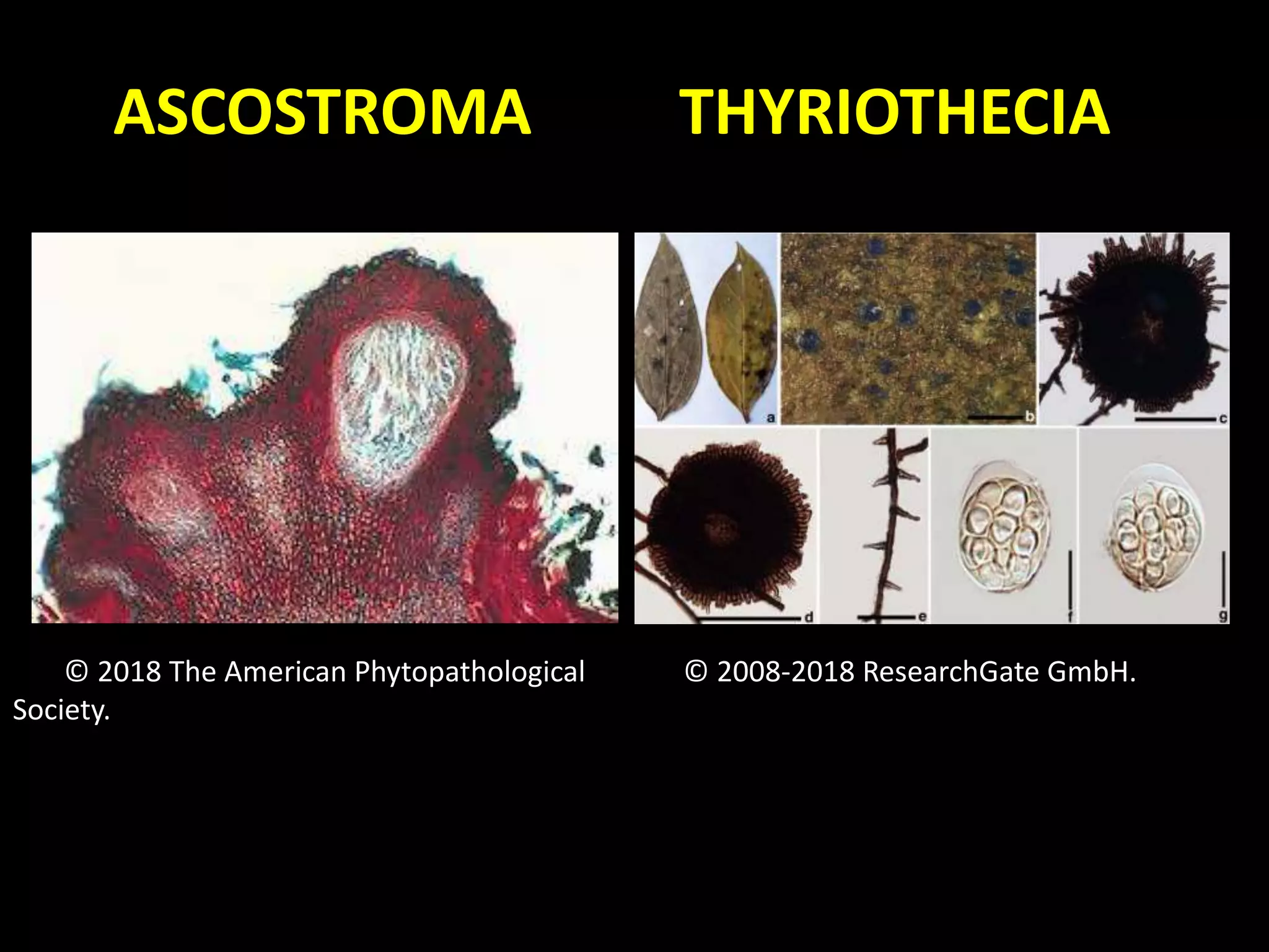 ASCOSPORE AND BASIDIOSPORE | PPTX