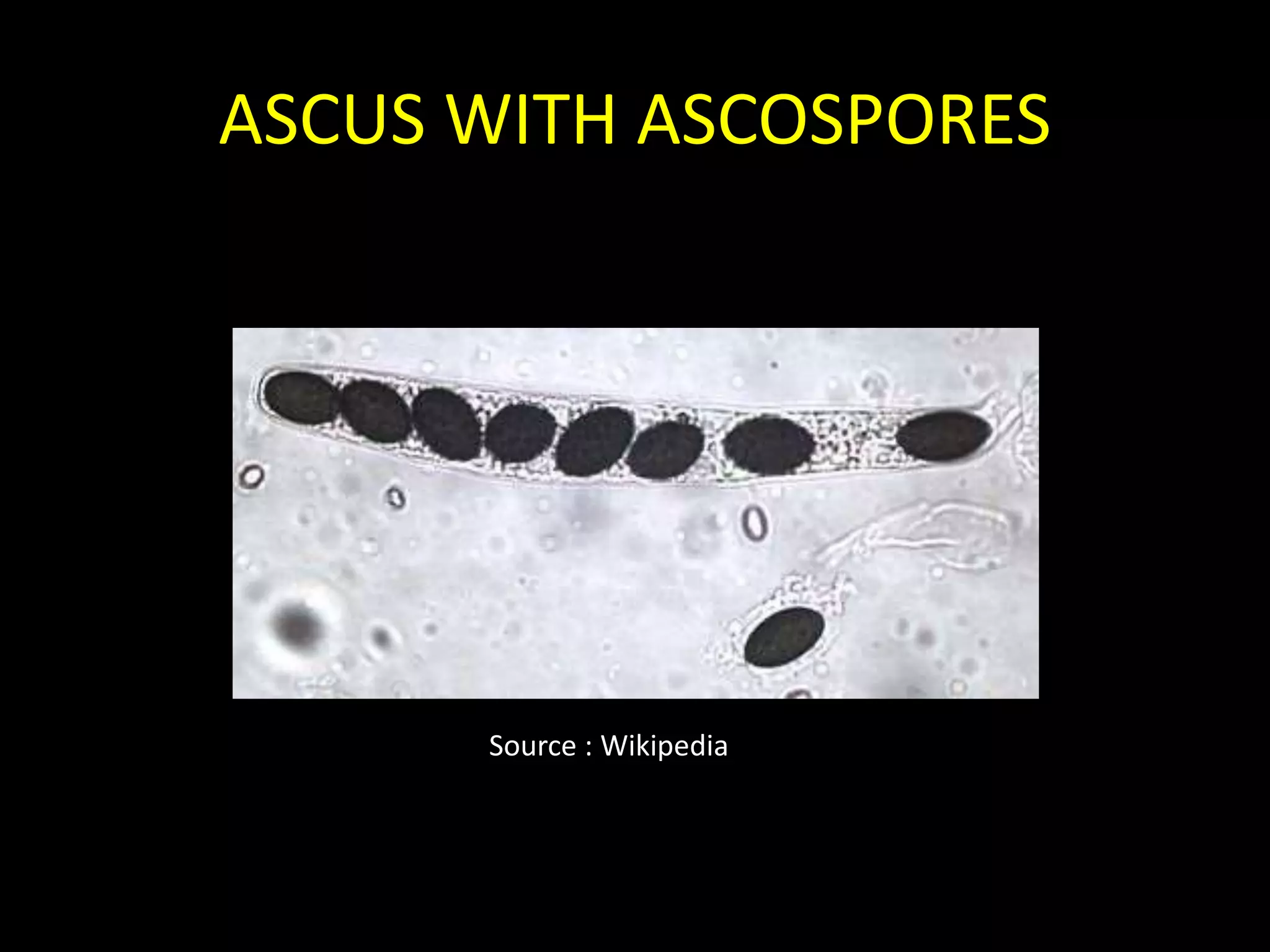 ASCOSPORE AND BASIDIOSPORE | PPTX