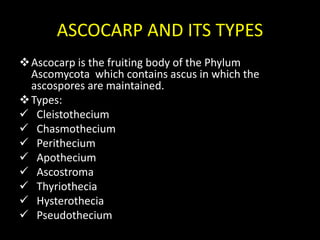 ASCOSPORE AND BASIDIOSPORE | PPTX