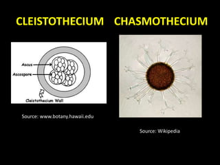 ASCOSPORE AND BASIDIOSPORE | PPTX