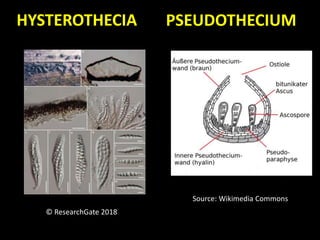 ASCOSPORE AND BASIDIOSPORE | PPTX