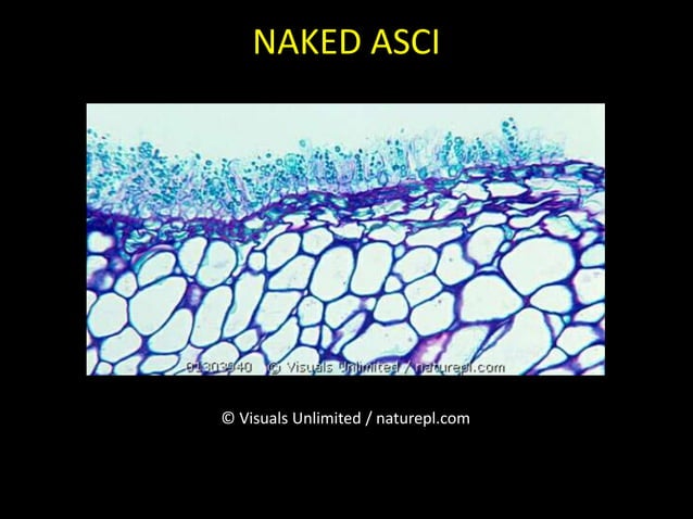 ASCOSPORE AND BASIDIOSPORE | PPTX | Gardening | Home & Garden