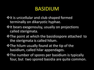 ASCOSPORE AND BASIDIOSPORE | PPTX