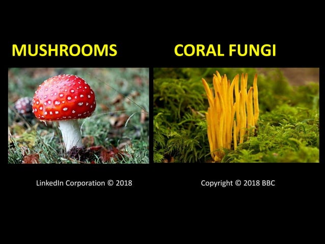 ASCOSPORE AND BASIDIOSPORE | PPTX | Gardening | Home & Garden