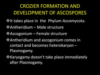 ASCOSPORE AND BASIDIOSPORE | PPTX