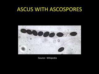ASCOSPORE AND BASIDIOSPORE | PPTX