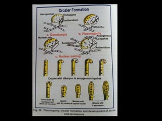 Ascospore Formation
