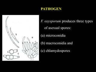 Diseases of crossandra | PPTX