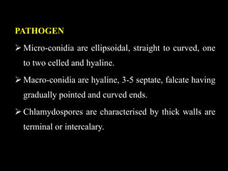 Diseases of crossandra | PPTX