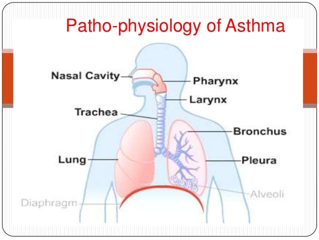 Pathophysiology of asthma