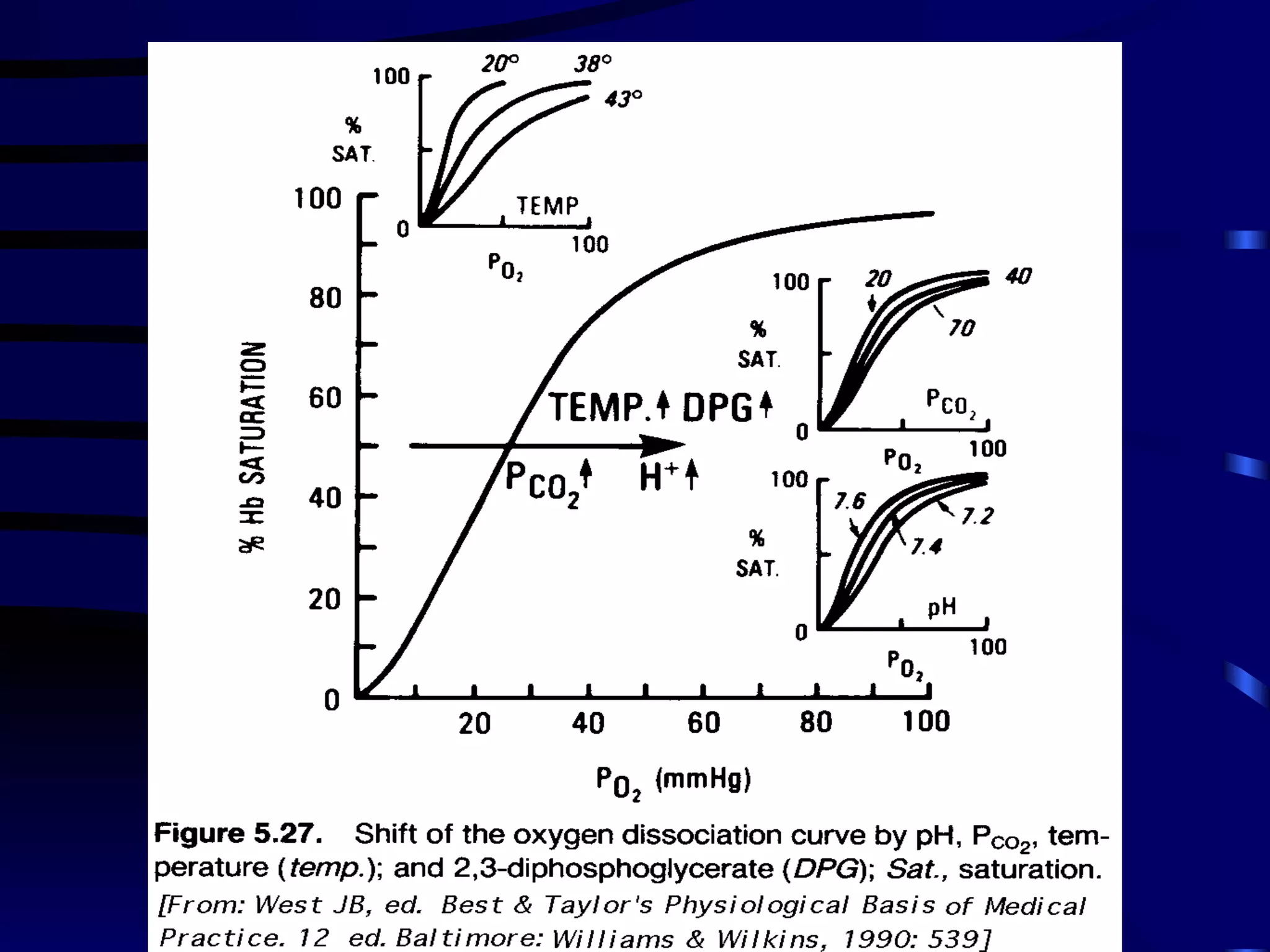 Patho Physiology Of Respiratory Failure | PPT