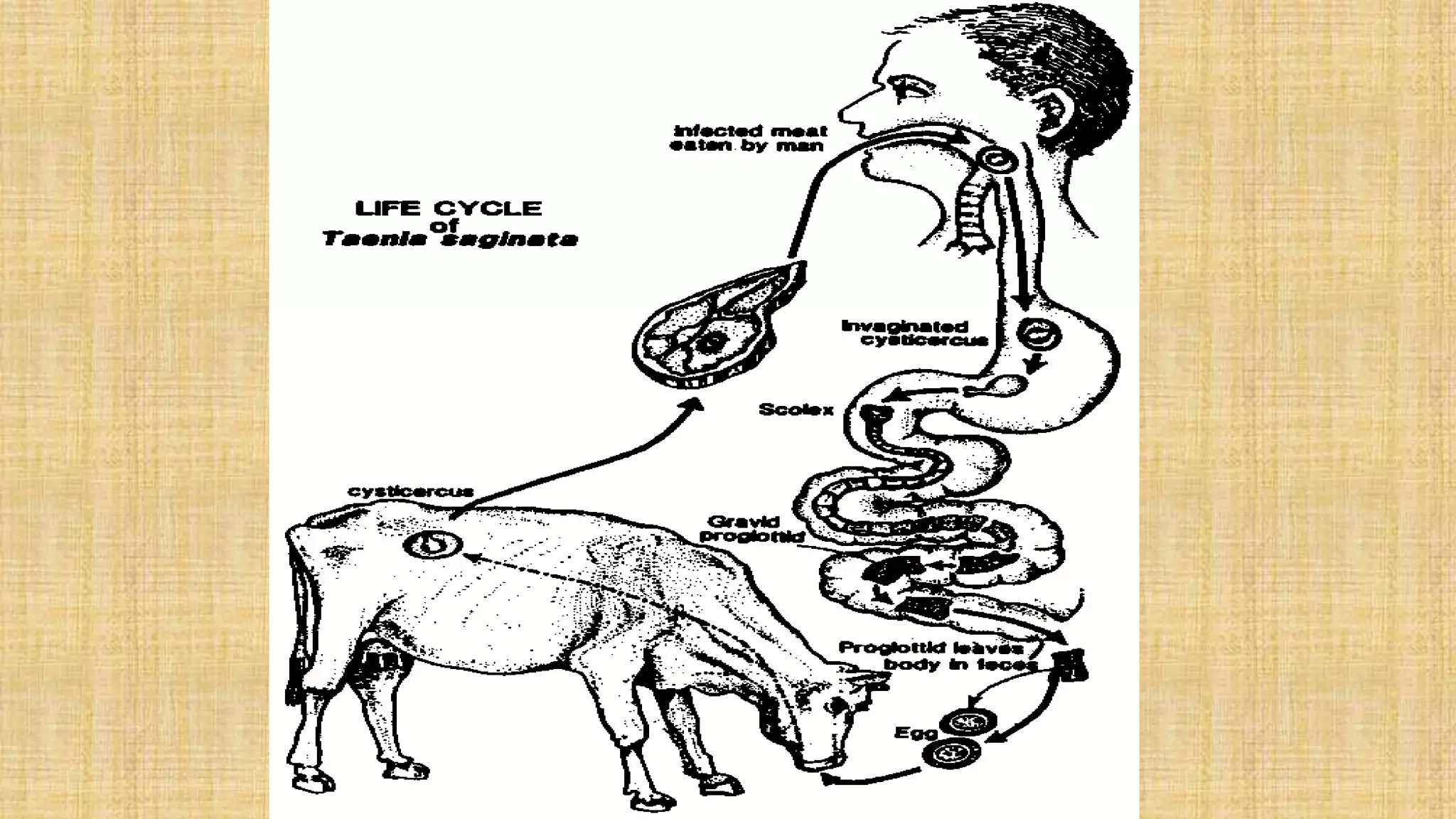 Meat Borne Diseases | PPTX